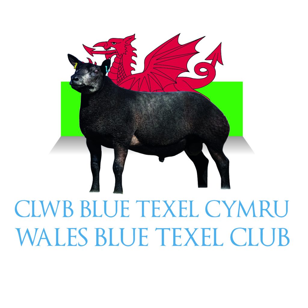 Regional – Blue Texels Sheep Society